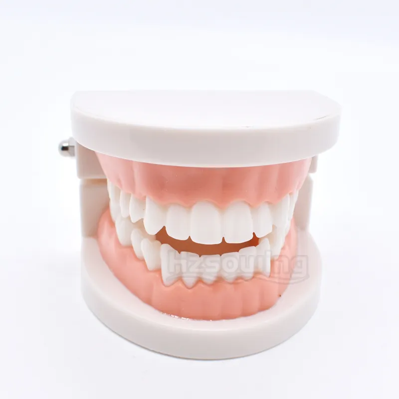 Dental Teeth Model - Professional Teaching Aid for Dental Students ...