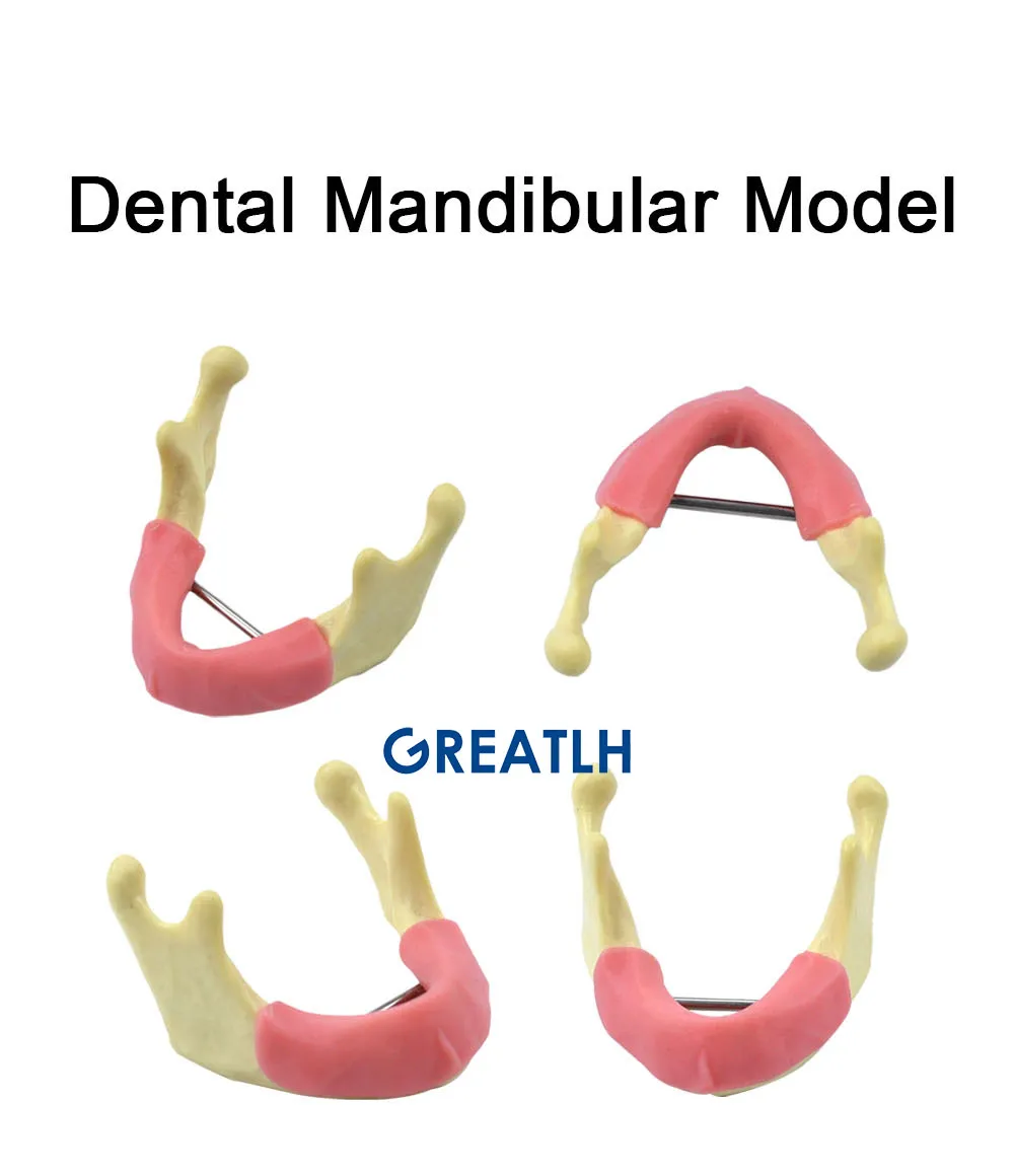 Dental Mandibular Jaw Model With Gum Resin And Cancellous Bone Four ...