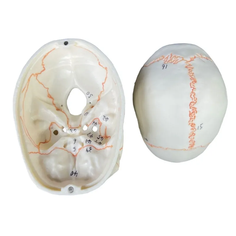 Human Skull Anatomical Model with Hand-Written Numbers - Not Smudged ...