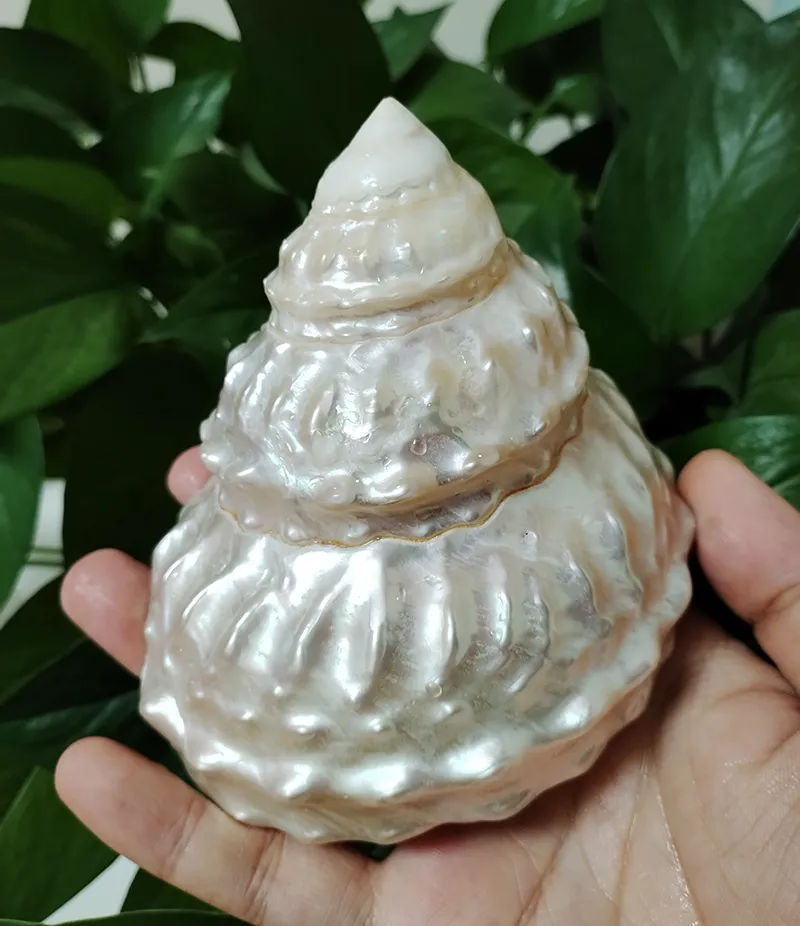 White Mother Of Pearl Tower Pagoda Oyster Sea Shell Snail Luminous Big ...