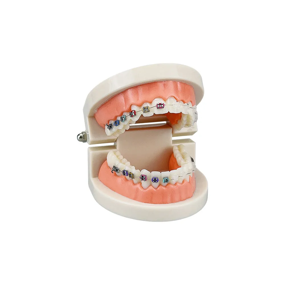 Dental Orthodontic Model: Standard Teeth Plate Anatomical Teeth Models ...