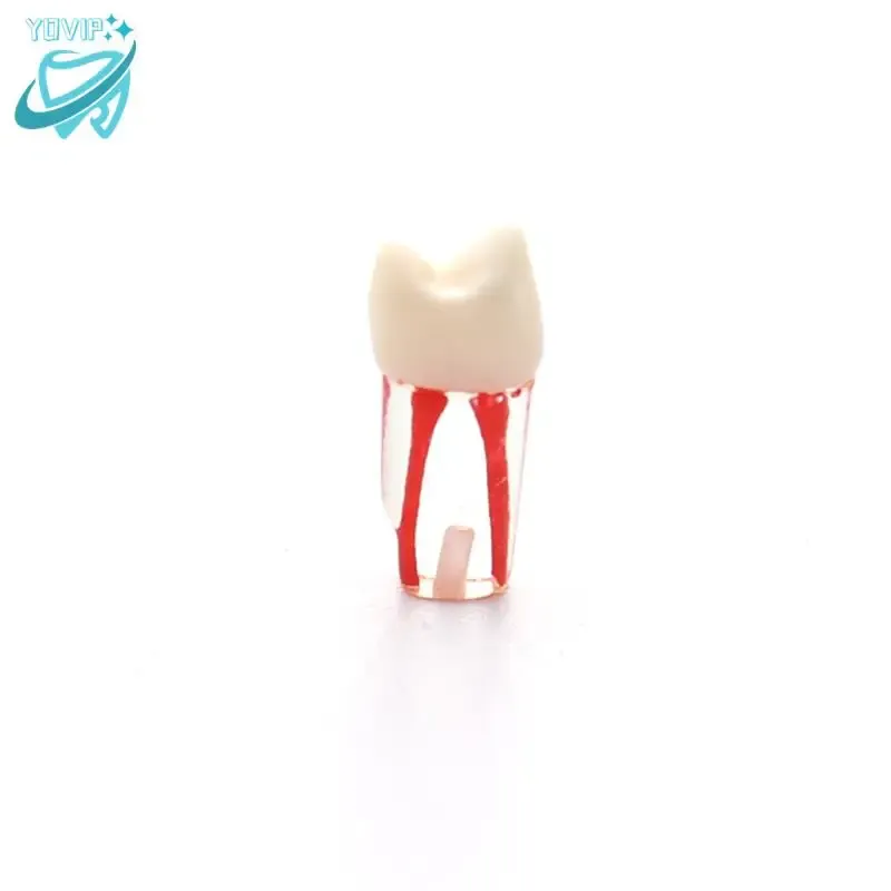Tooth Model For Dental Oral Teaching Resin Teeth Resin Dental ...