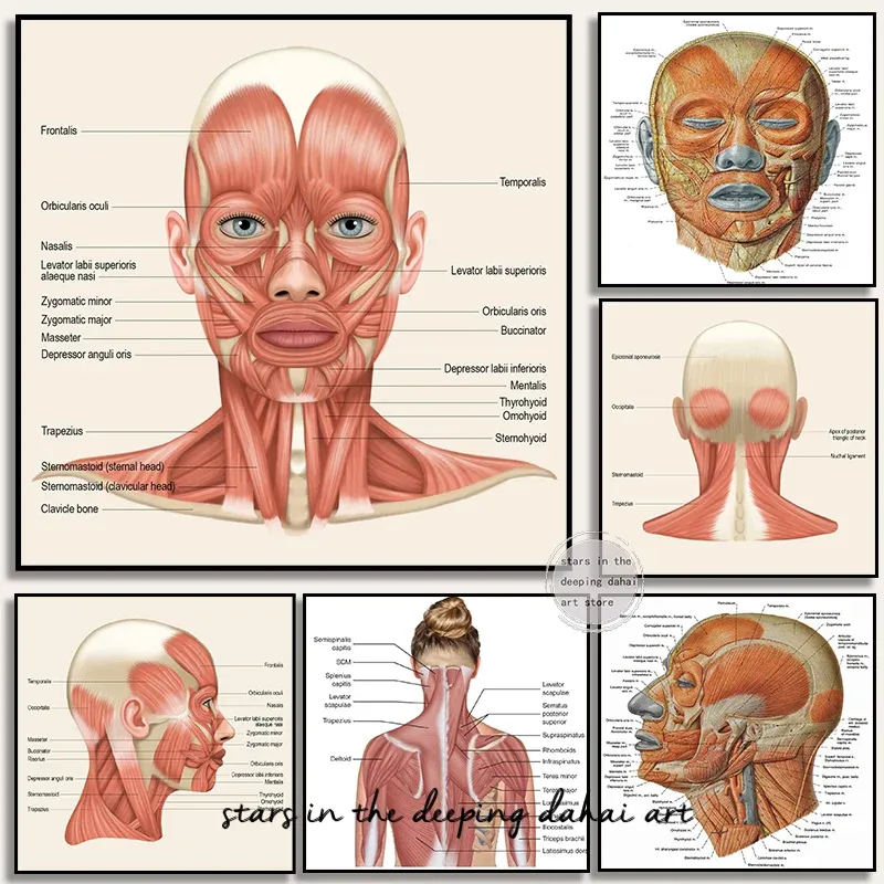 Body Wall Art: Anatomical Neck, Head, Face Muscles Medical Print On ...