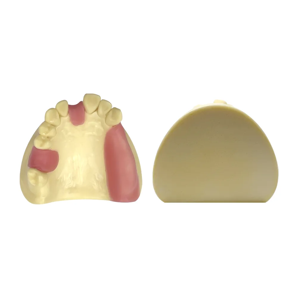 Soft Maxillary teeth model for Gum Implant Teaching, Practice, and Studying