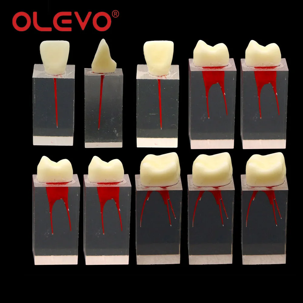 DHgate.com:OLEVO Endo Block Endodontic Model Root Canal Resin Training ...