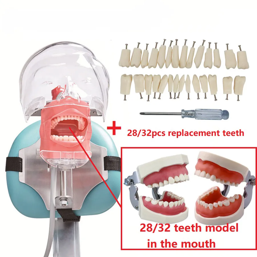 DHgate.com:Dental Phantom Model - 2024 Teeth Dentistry Simulator ...