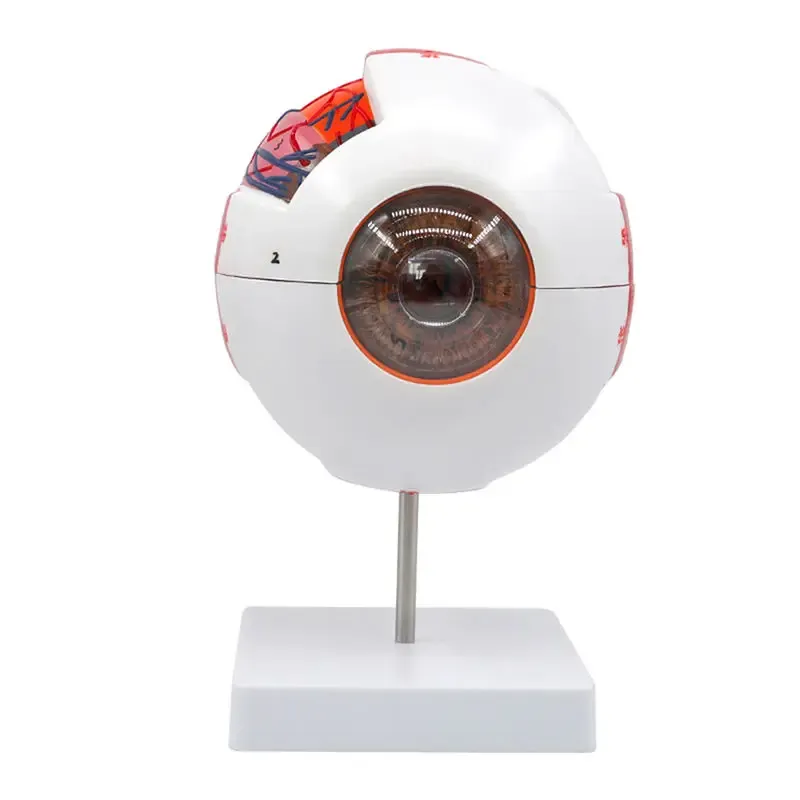 6x Enlarged Anatomical Eyeball Model Medical... From Ddmyearth, $77.33 ...