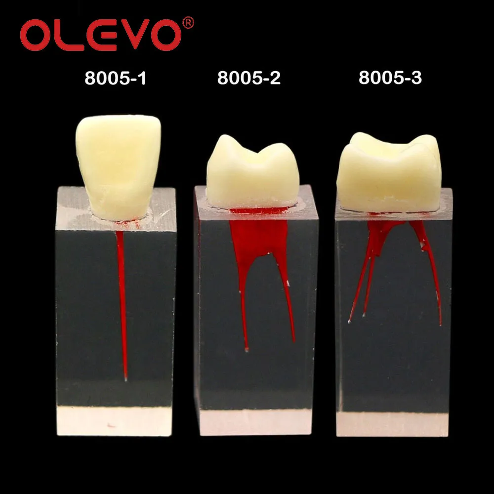 DHgate.com:OLEVO Endo Block Endodontic Model Root Canal Resin Training ...