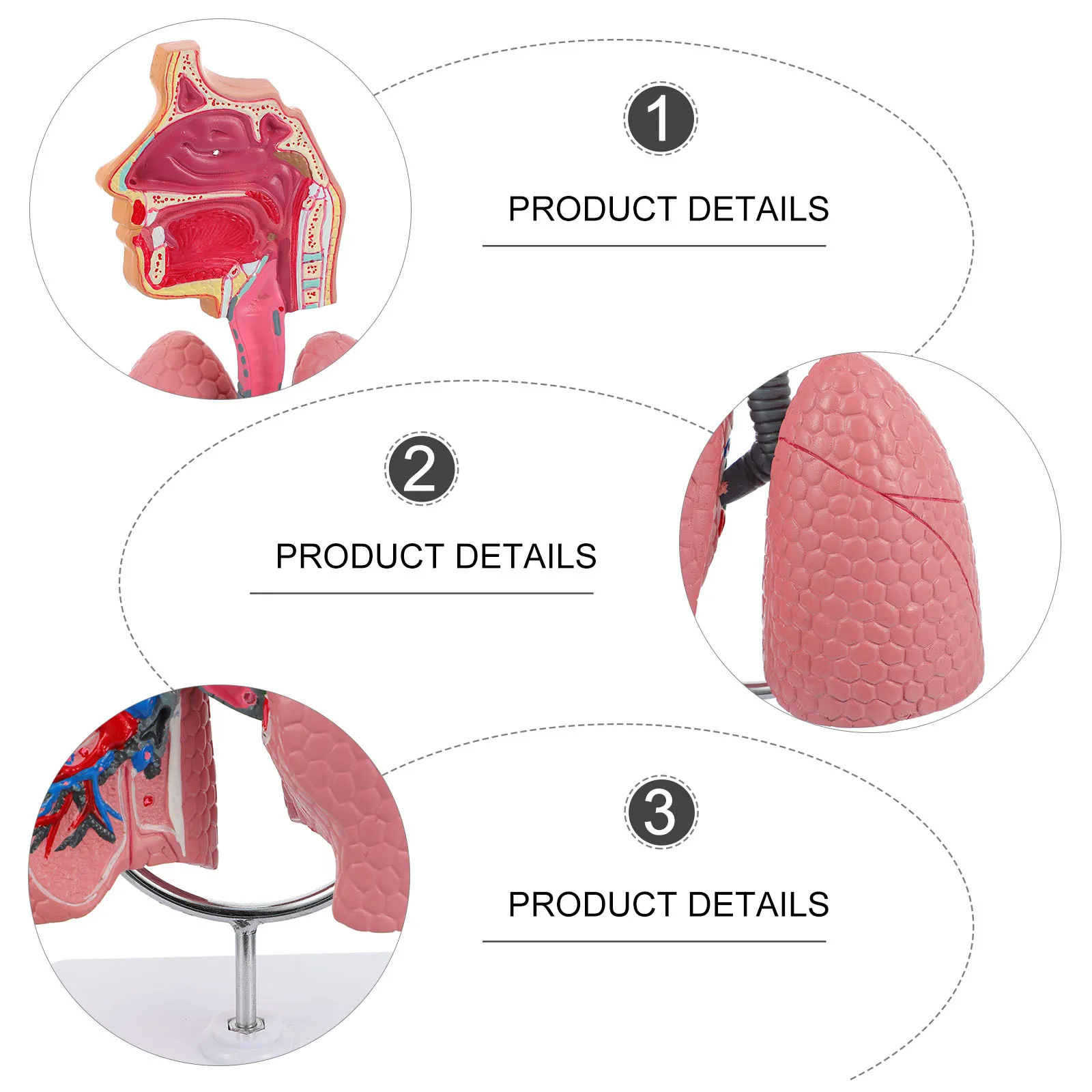 3D Human Respiratory System Anatomy Model, Interactive Lungs Heart ...