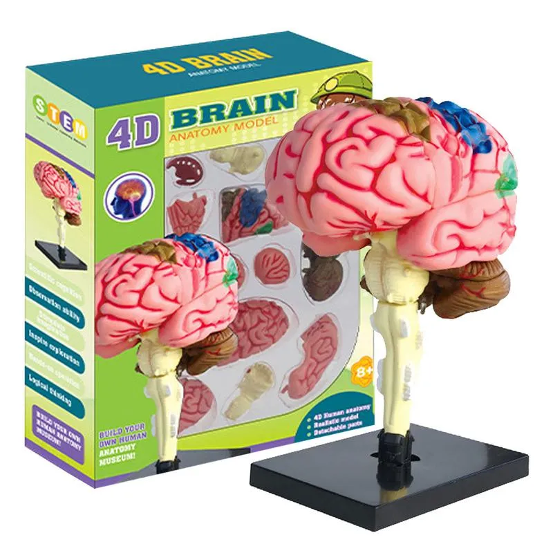 Human Brain Model: Color Coded Anatomical Brain Model For Medical ...