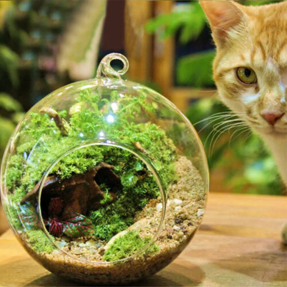Hanging Glass Ball Vase Succulent Plant Terrarium Container Flower Pot ...