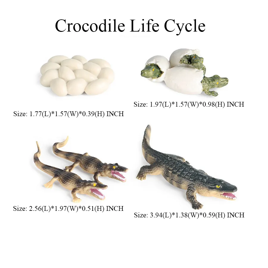 Alligator Crocodile Figures: Plastic Animal Model Life Cycle Set ...