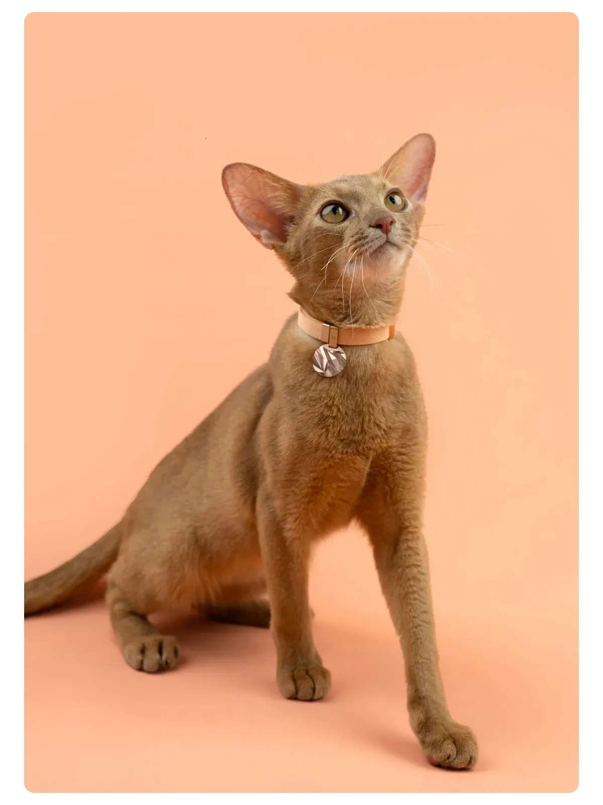 DHgate.com:Anti-Choking Safety Pet Collar with Custom Lettering - Cat ...