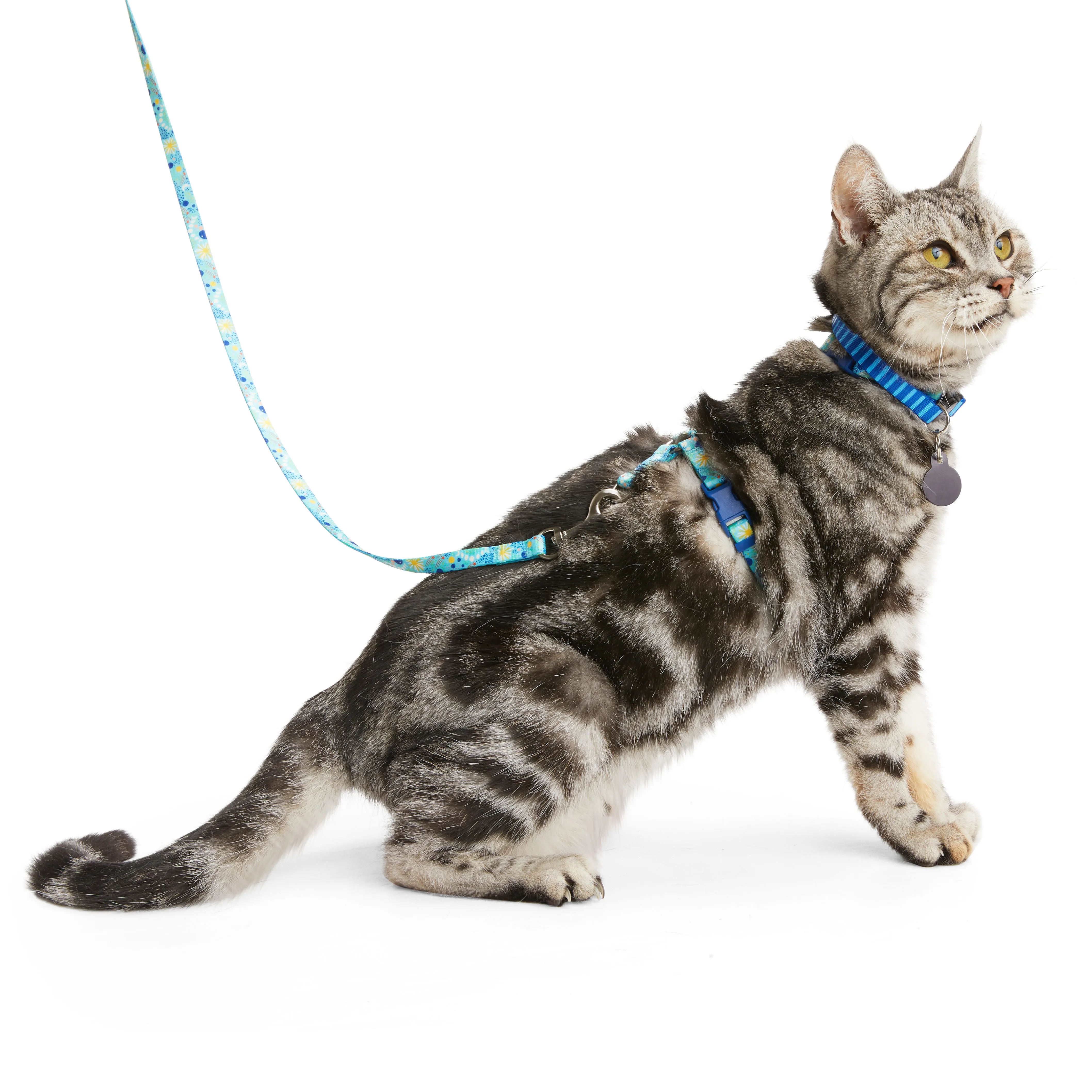 DHgate.com:Space Kitten Harness & Leash Set for Small Cats - Blue, X ...