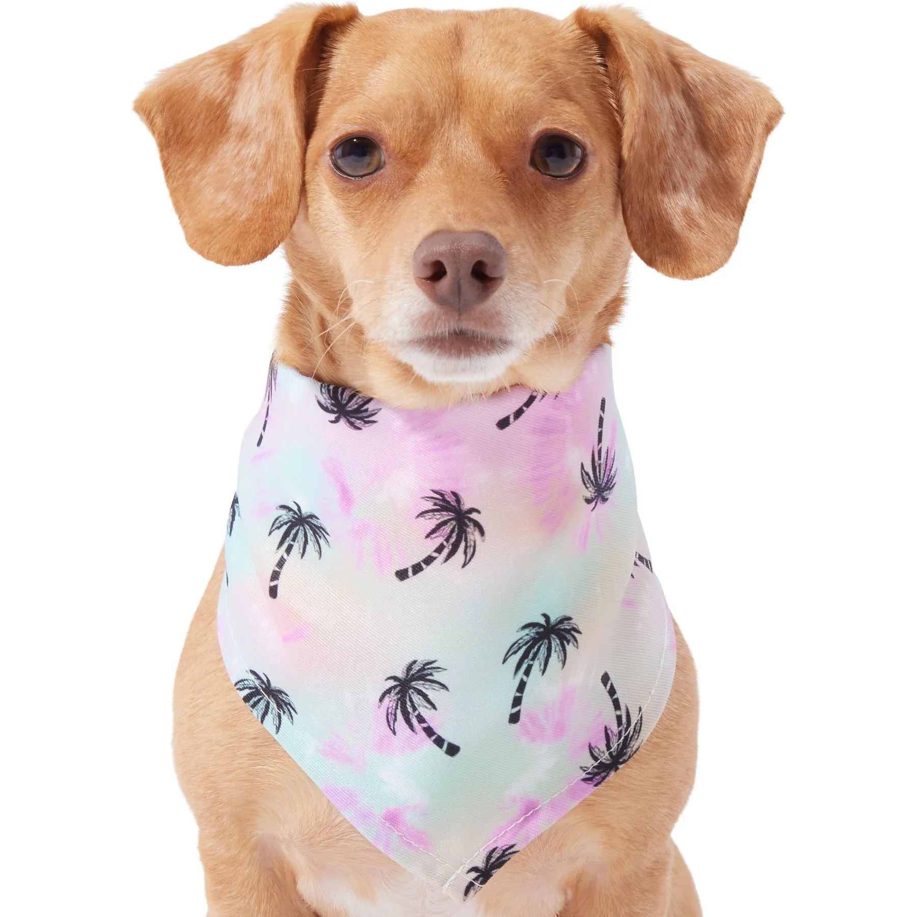 Palm Tree Pet Bandana - Stylish Dog & Cat Accessory, Shop Now! Cute ...