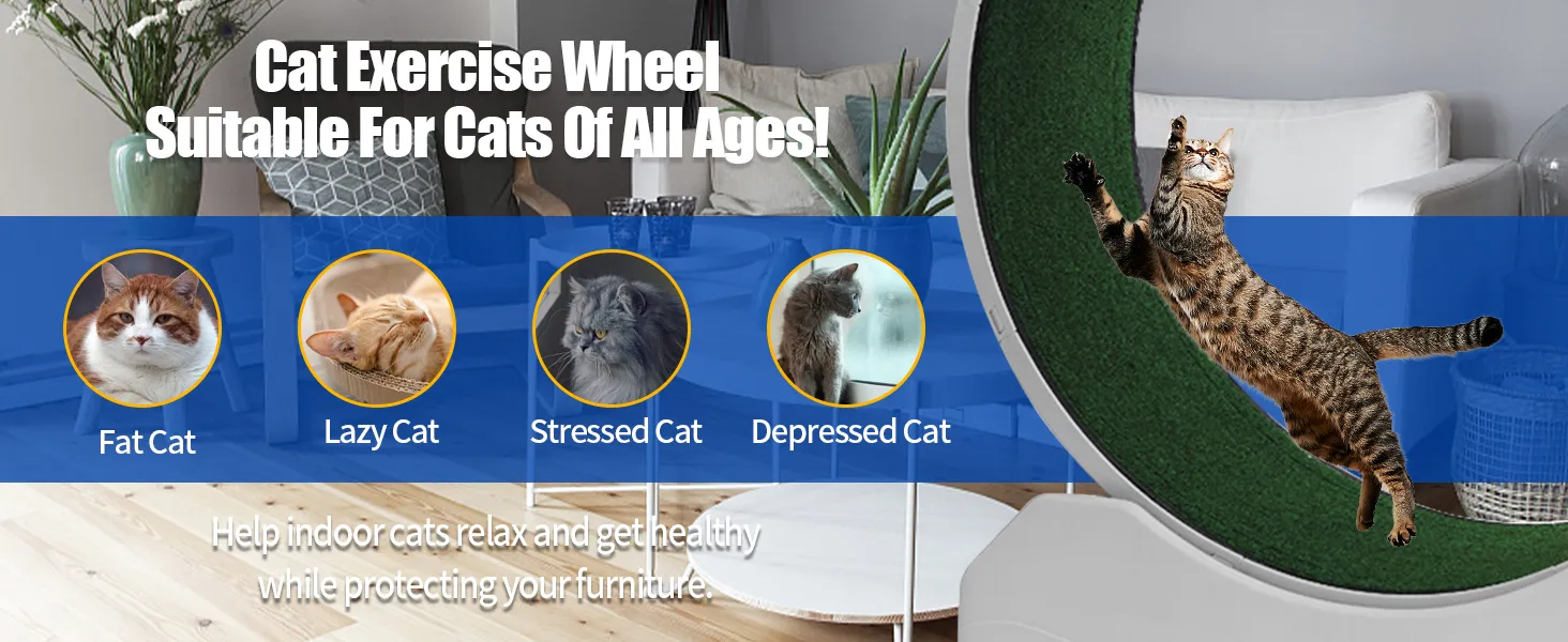 DHgate.com:Indoor Cat Exercise Wheel with Carpeted Runway - Plastic Cat ...