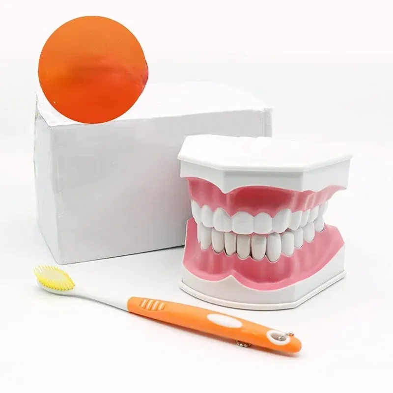 DHgate.com:1 Pc Dental Teeth Model Teaching Study Demo Tool Standard ...