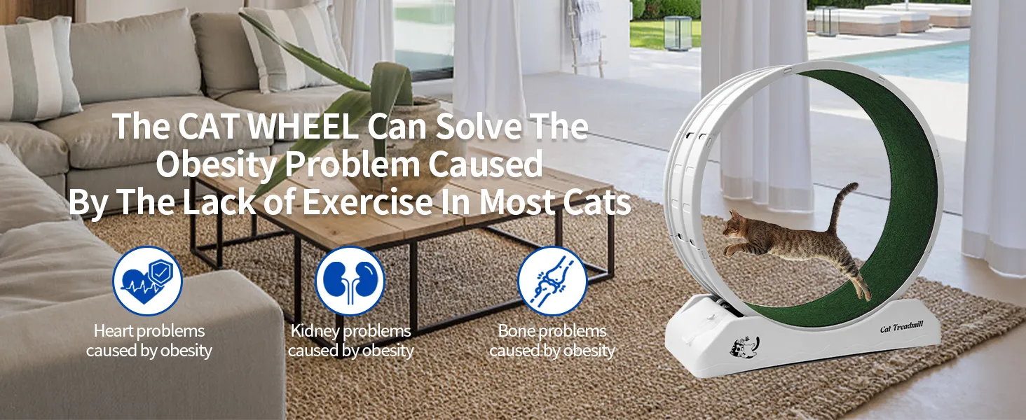 Cat Exercise Wheel: Indoor Running Treadmill for Active Cats, Promotes ...