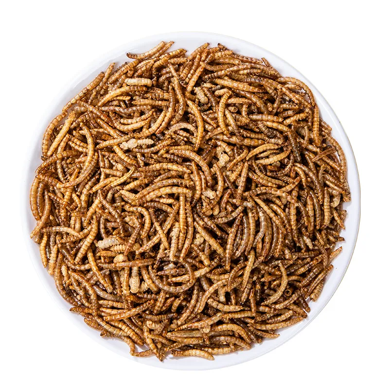 Premium Dried Mealworms for Sale: High-Protein Bird Food, Hamster ...