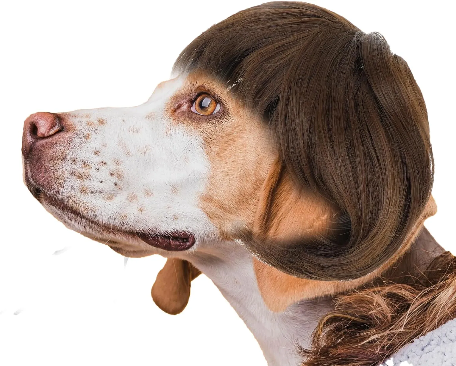 Pet Wigs: Funny Dog & Cat Costume for Parties & Festivals | Trimmable ...