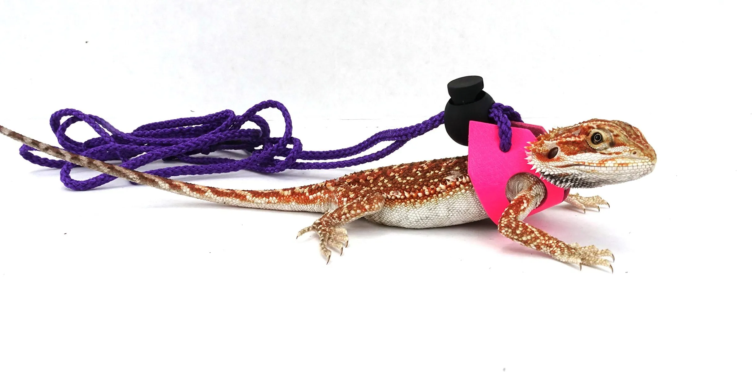 Fluorescent Pink Reptile Leash - Secure Gecko Leash, Best Seller! Shop ...