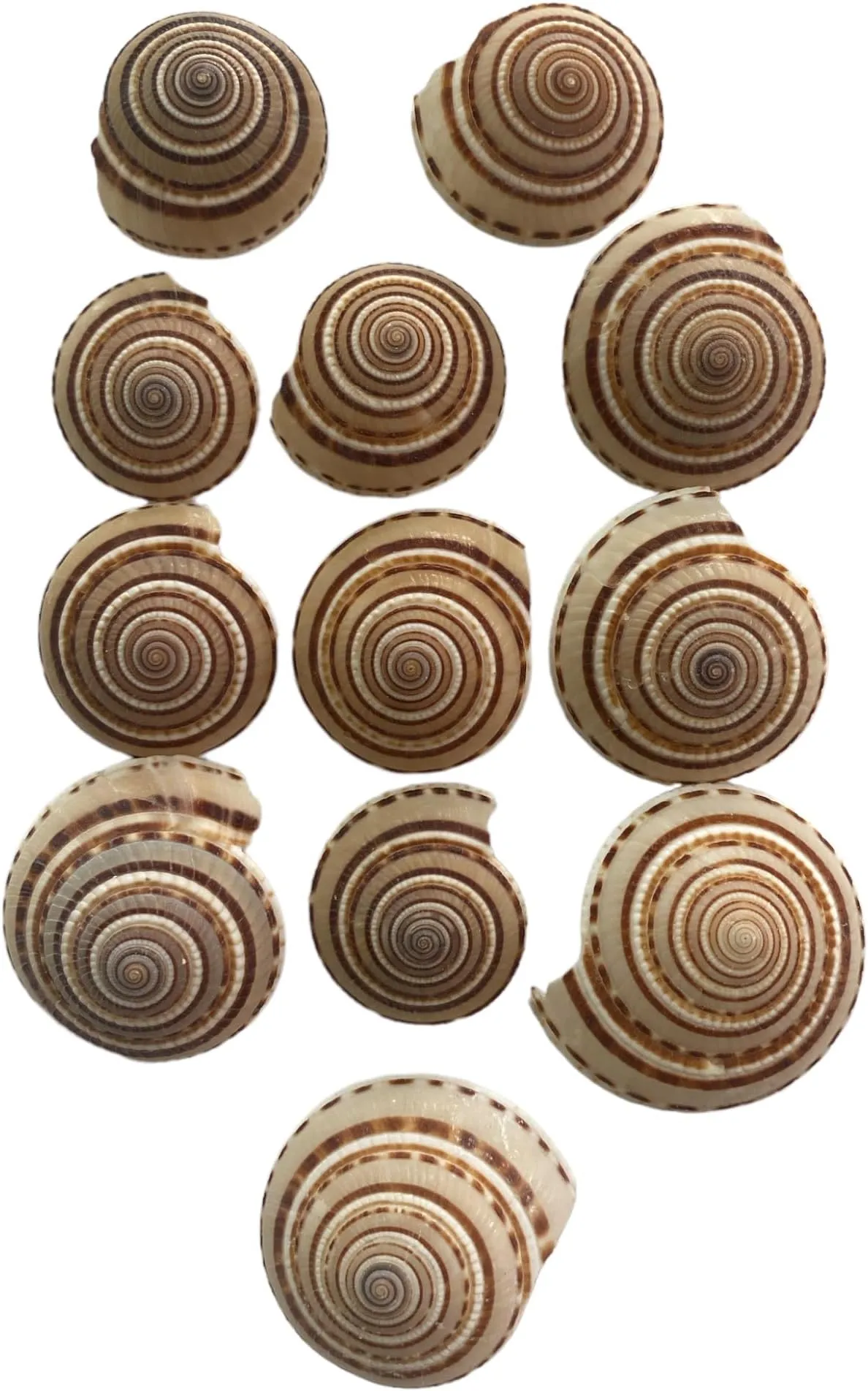 Small Natural sundial dial Sundial Seashells - 0.75-1.34'' Inch ...