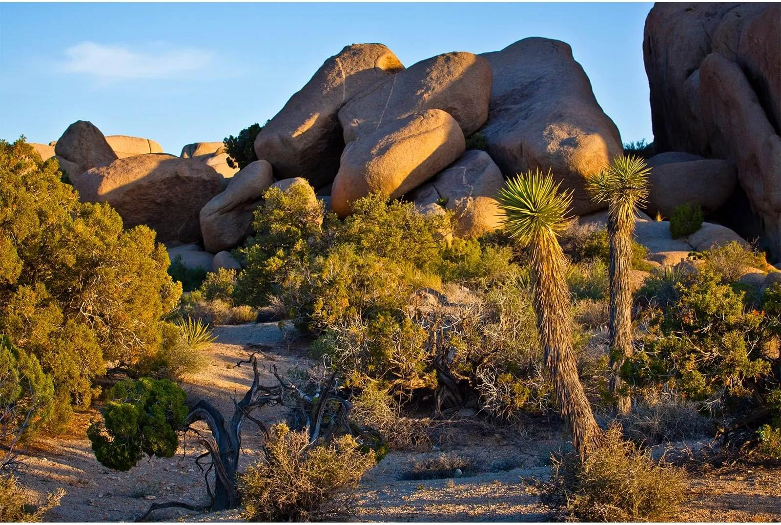 Reptile Terrarium Background Desert Landscape Tank Wallpaper, Blue Sky ...