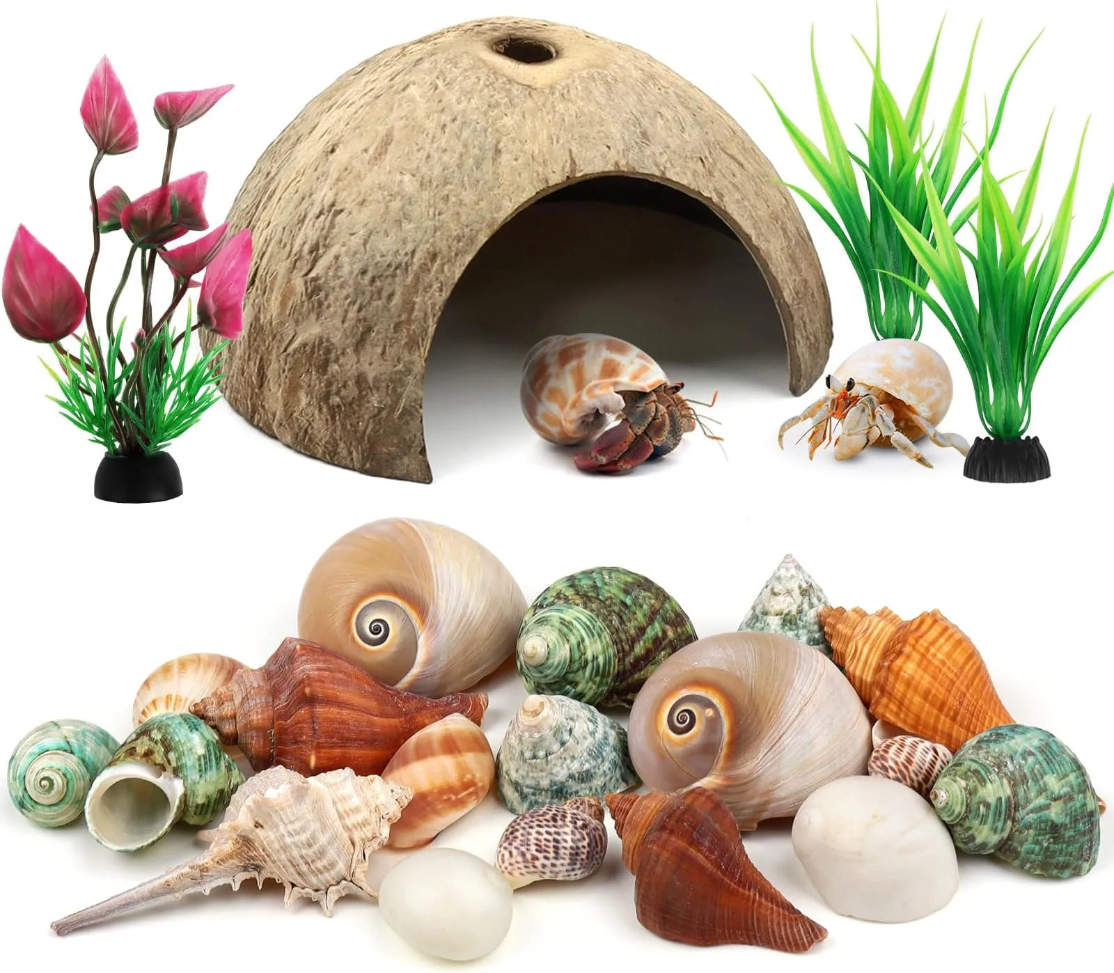 Natural Coconut Shell Hut With Hermit Crab Cone Shell And Sea Shells ...