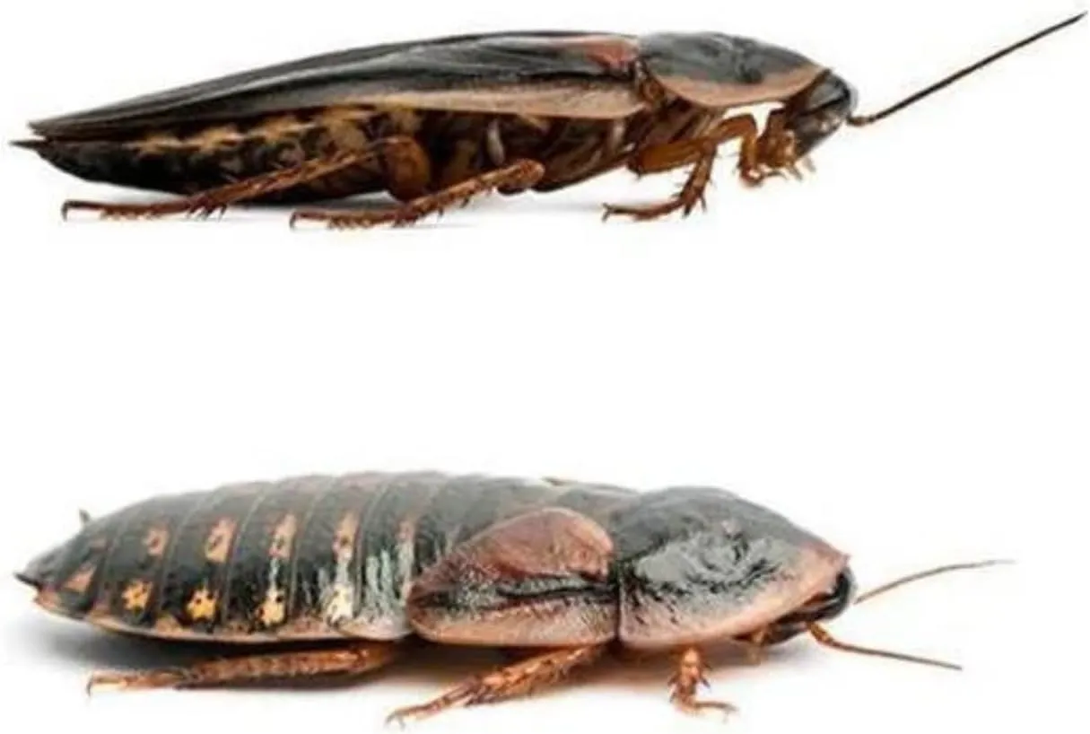 Live Dubia Roaches 40 Count: Nutritious Insect Feed for Reptiles ...