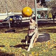 Durable Tetherball Dog Toy: Strong Rope Ball for Hours of Outdoor Fun ...