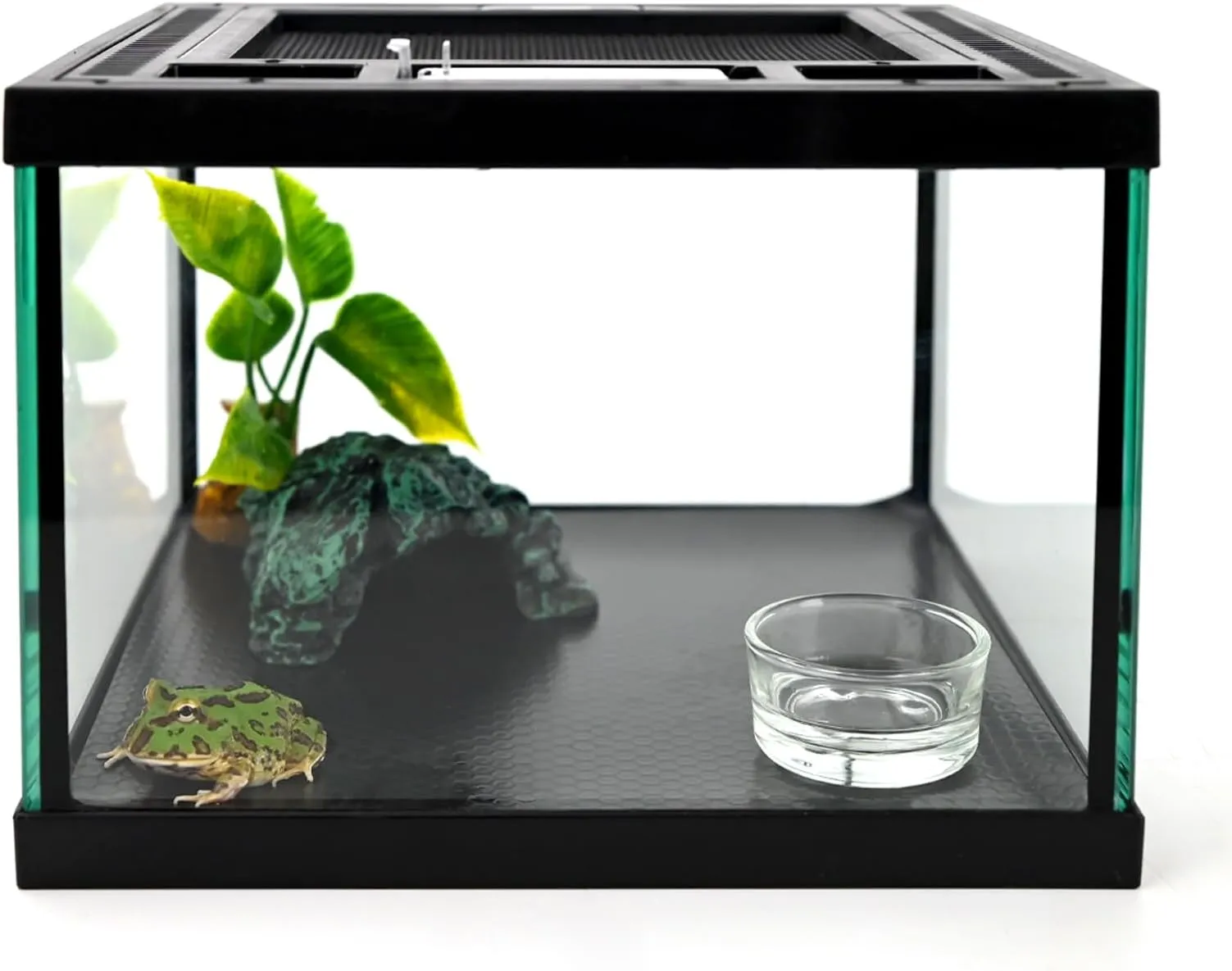 DHgate.com:Glass Reptile Terrarium Starter Kit - 8x8x6 Inch Amphibian ...