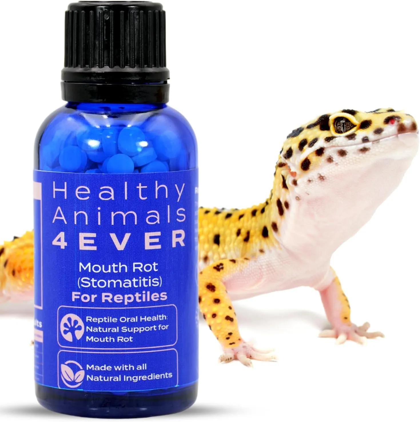 Reptile Oral Health Support: Natural Comfort & Hygiene for a Healthy ...