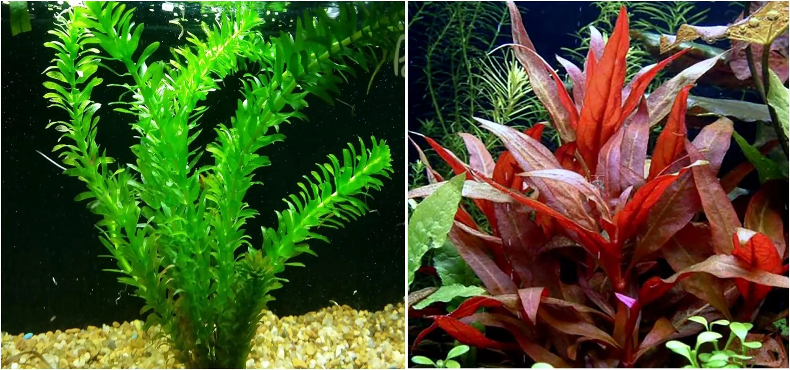 Live Aquarium Plants for Fish Tanks - Beginner-Friendly Variety Pack ...