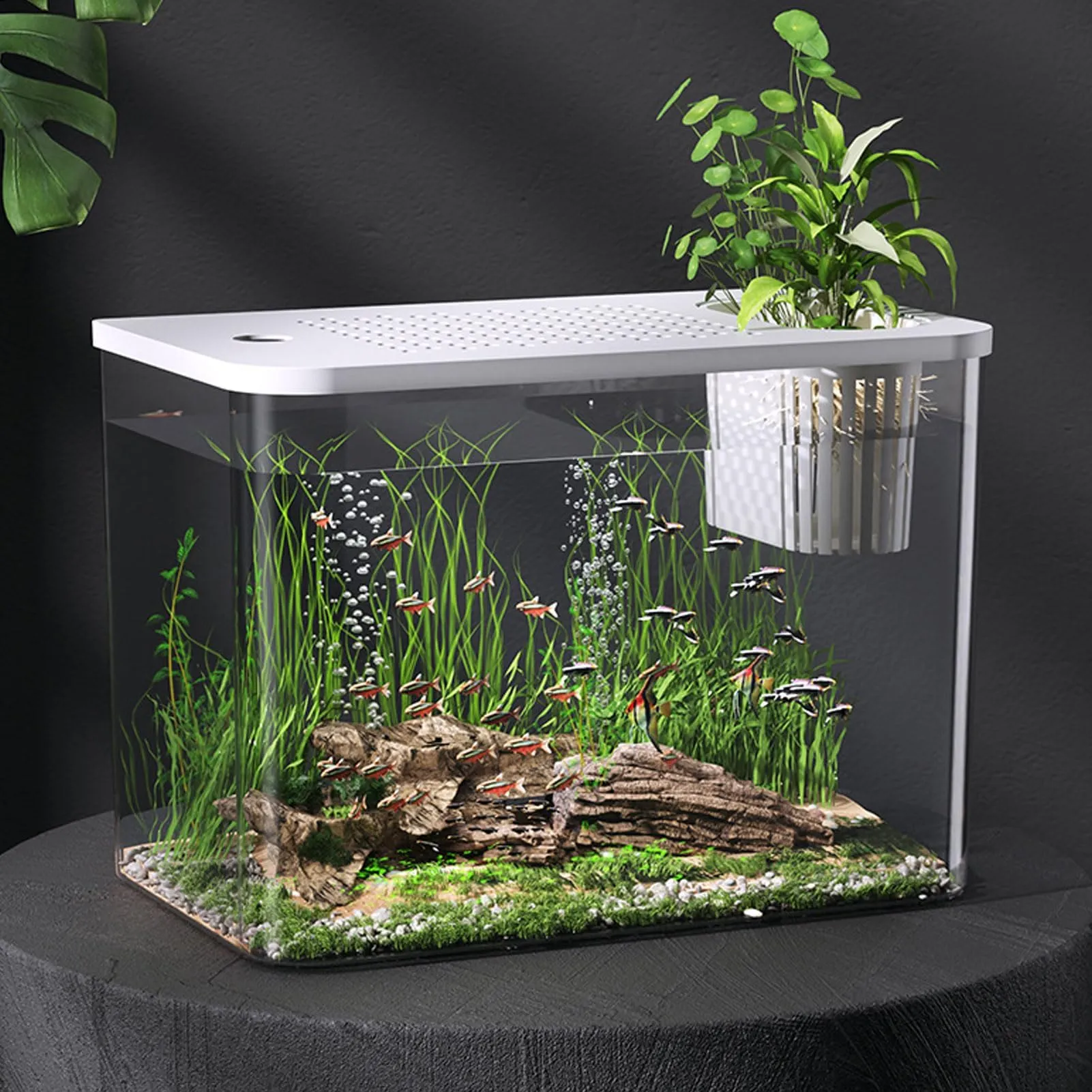 Goldfish Fish Care Aquarium Mini Fish Tanks Sold On Temu United States