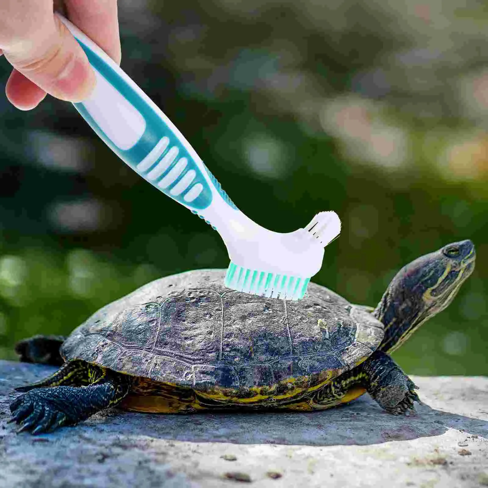 DHgate.com:Turtle Shell Cleaning Brush - Gentle Scrubber for Tortoise ...