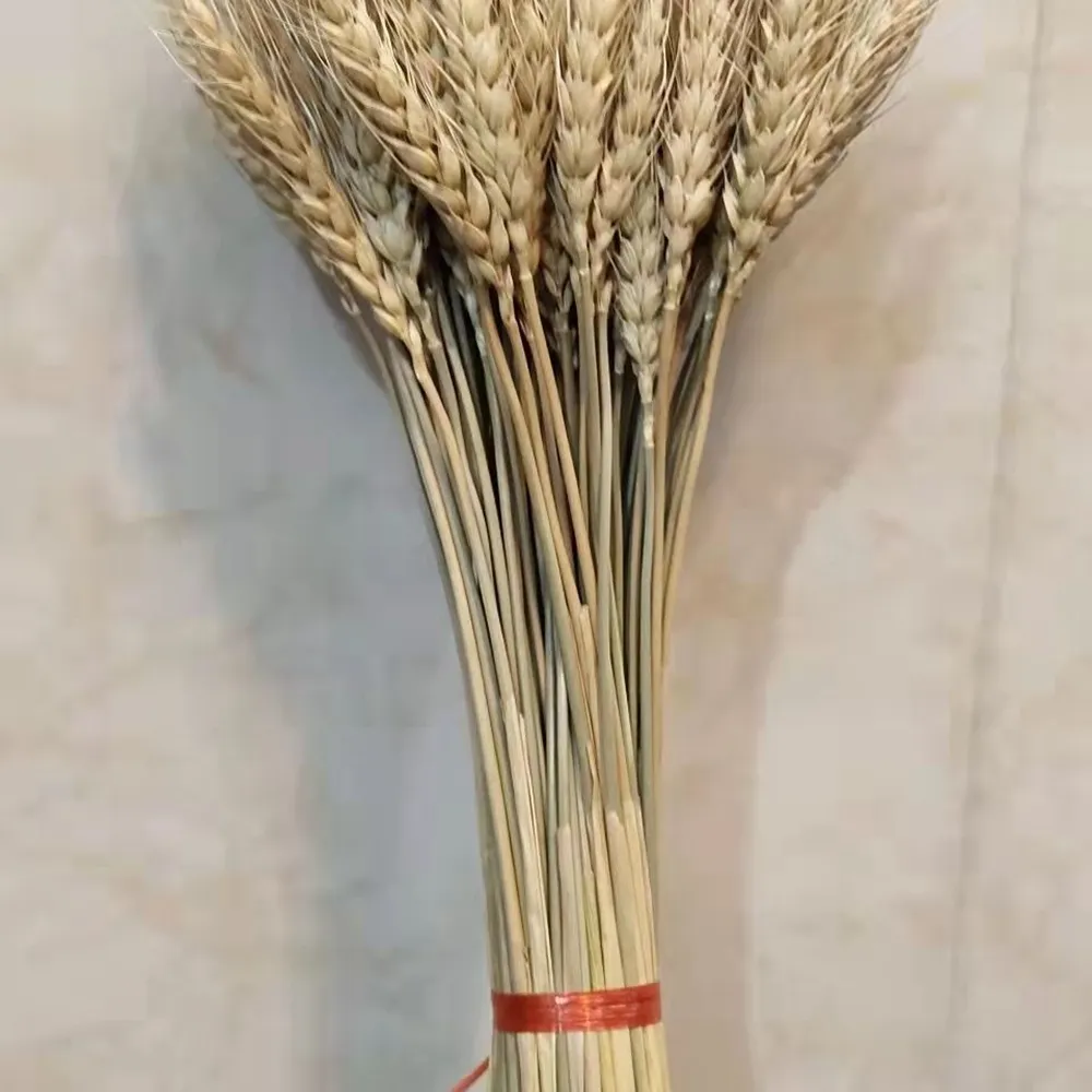 DHgate.com:Dried Wheat & Bunny Tail Grass Decor: 50/100 Pcs Natural ...