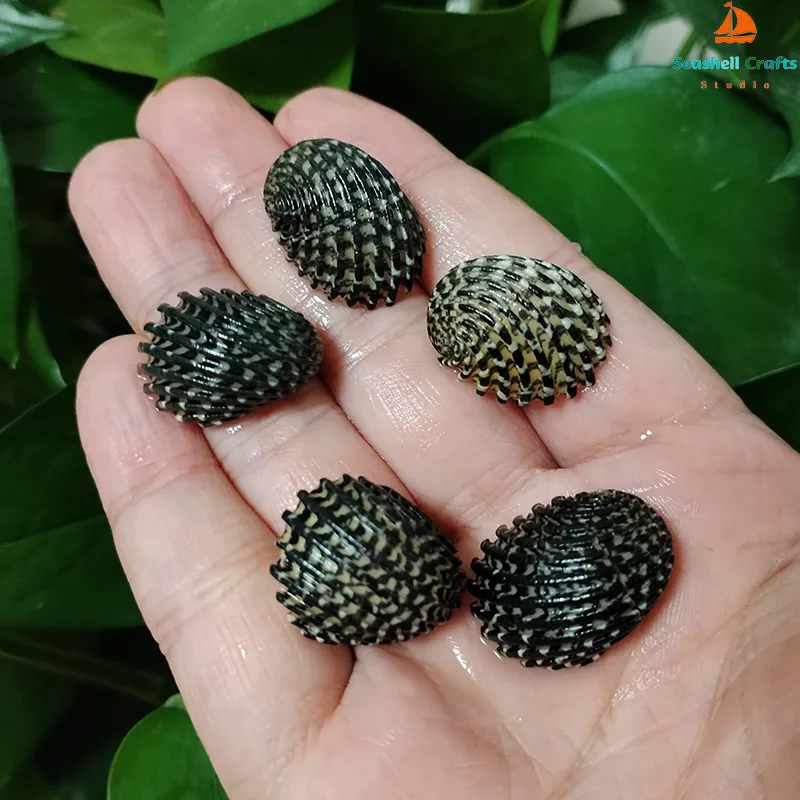 Natural Mini Black Seashell Set: Unique Nerita Exuvia Shells for ...