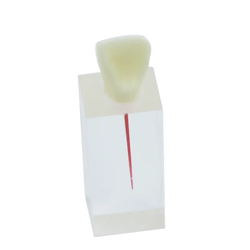 Anatomical Teeth Models Endodontic Practice Block For Root Canal ...