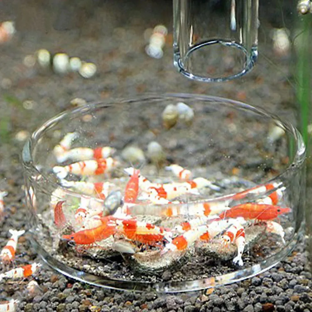 Acrylic Floating Bottom Feeder: Transparent Round Fish Feeding Dish for ...