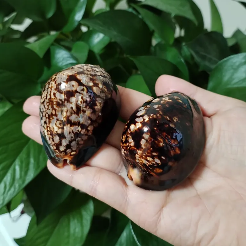 Set Of 2 Natural Polished Humpback Cowrie Seashells ... From ...