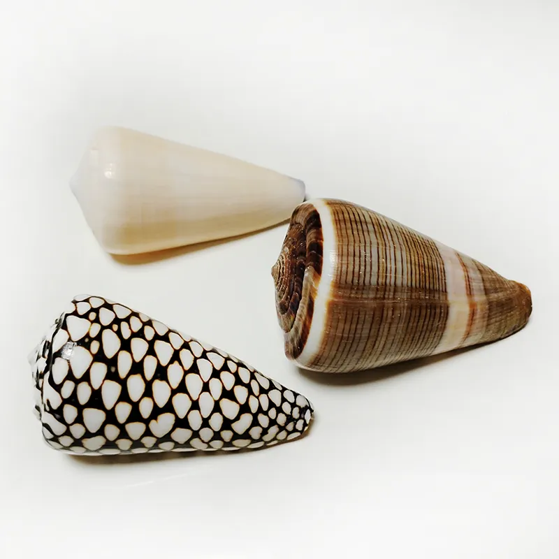 Large Cone Sea Shells 2.75-3.54 in 7-9 cm Organic Material for Home ...