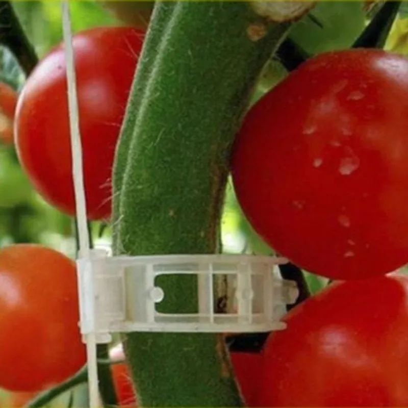 Trapez Tomato Clips Zip Lock Plastic Cages For Gardening And Plant ...