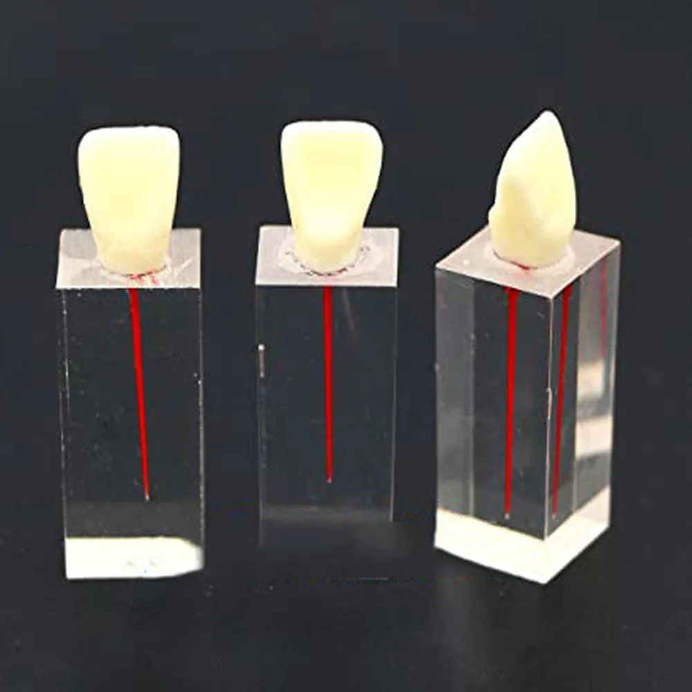 Wholesale Dental Endodontic Root Canal Study Model RCT Demo Rotary ...