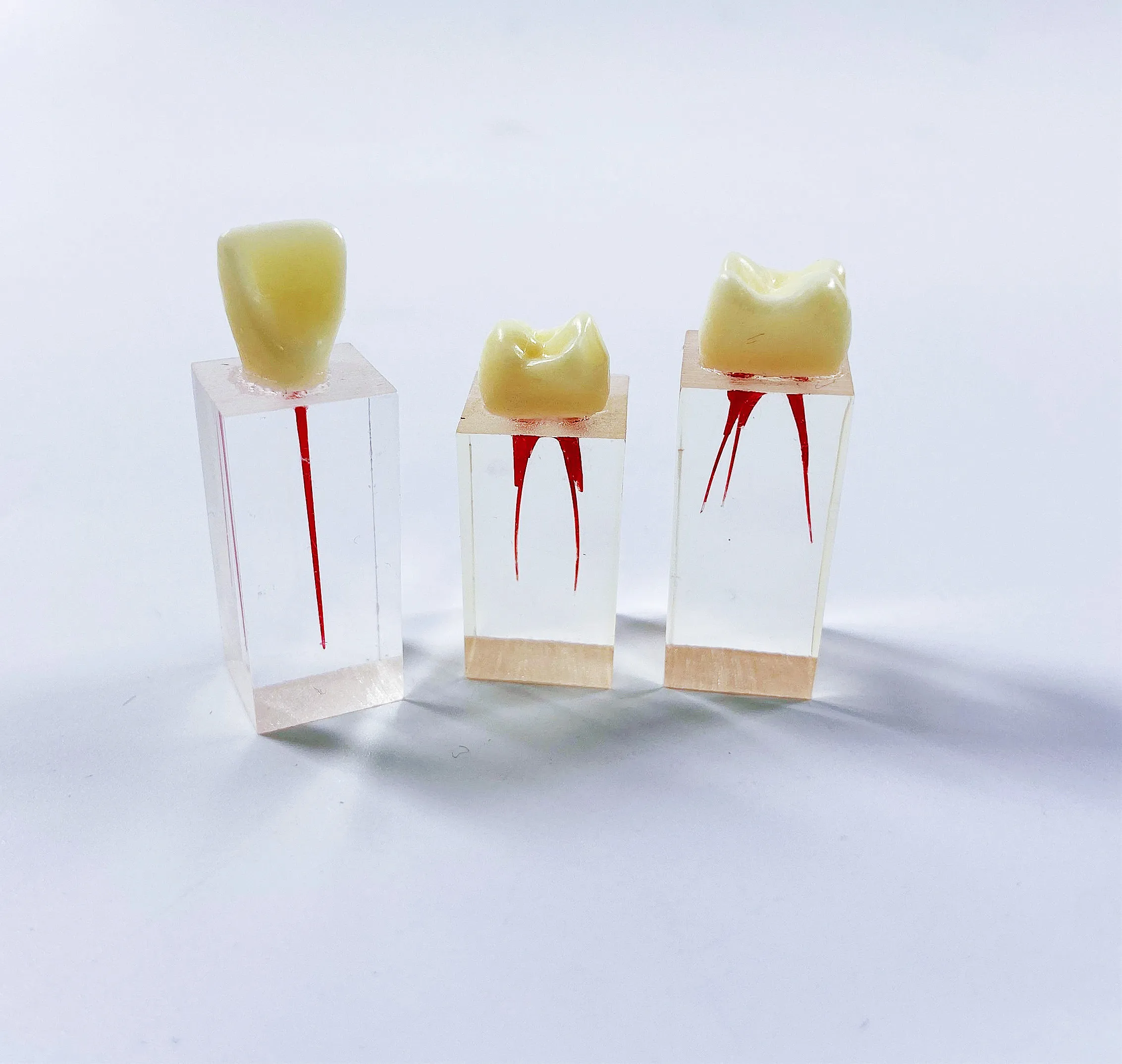 Dental Endo Training Block Resin Model for Endodontics Student Practice ...