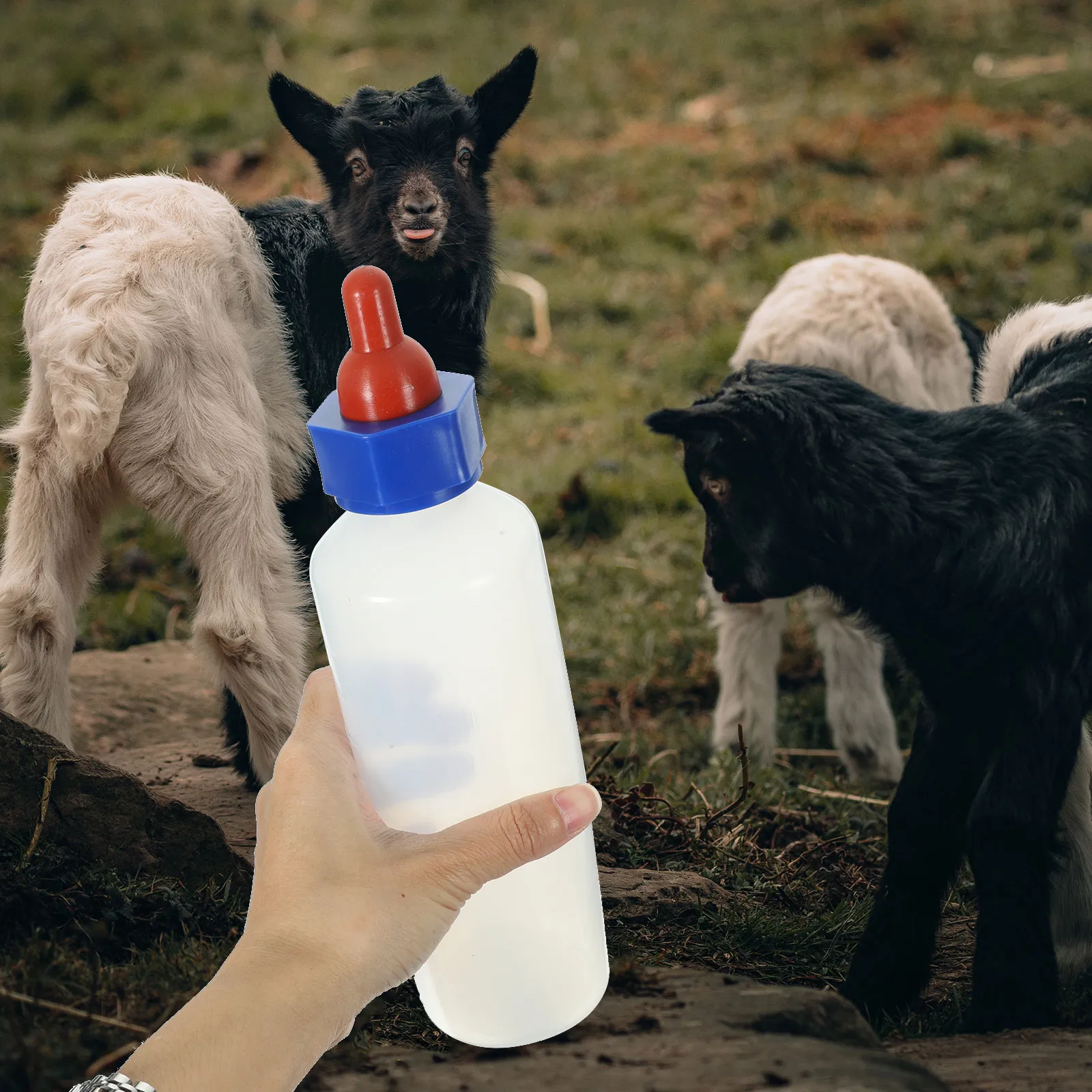 Small Animal Water Bottle - Premium Infant Feeder Bottles for Goats ...