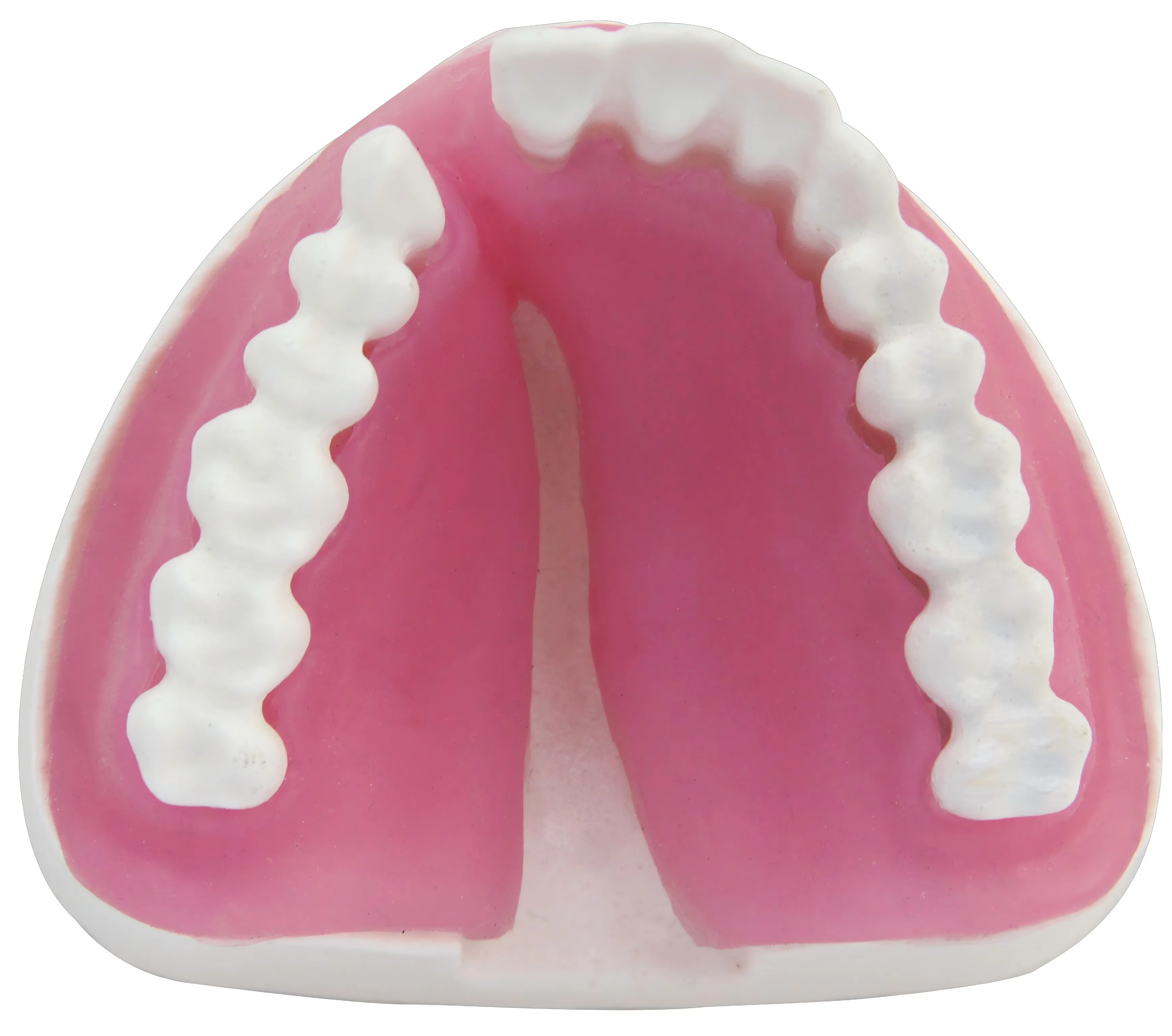 Dental Surgery Training Model - Realistic Tooth Model for Dental ...