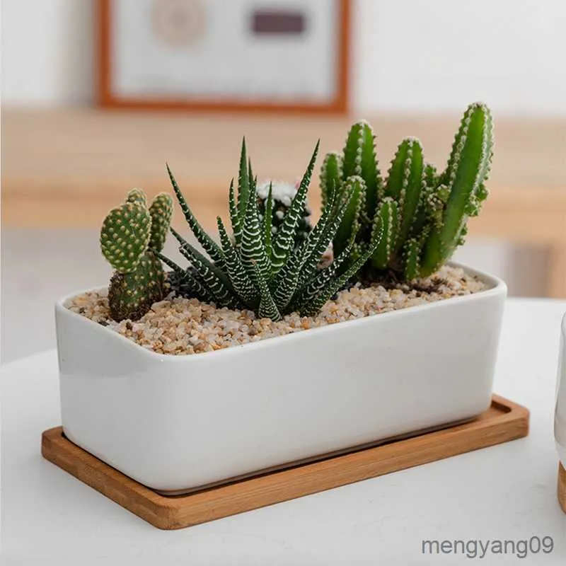 Menyegarkan Succulent Pots With Drainage Bunga Porselen Putih Sukulen ...