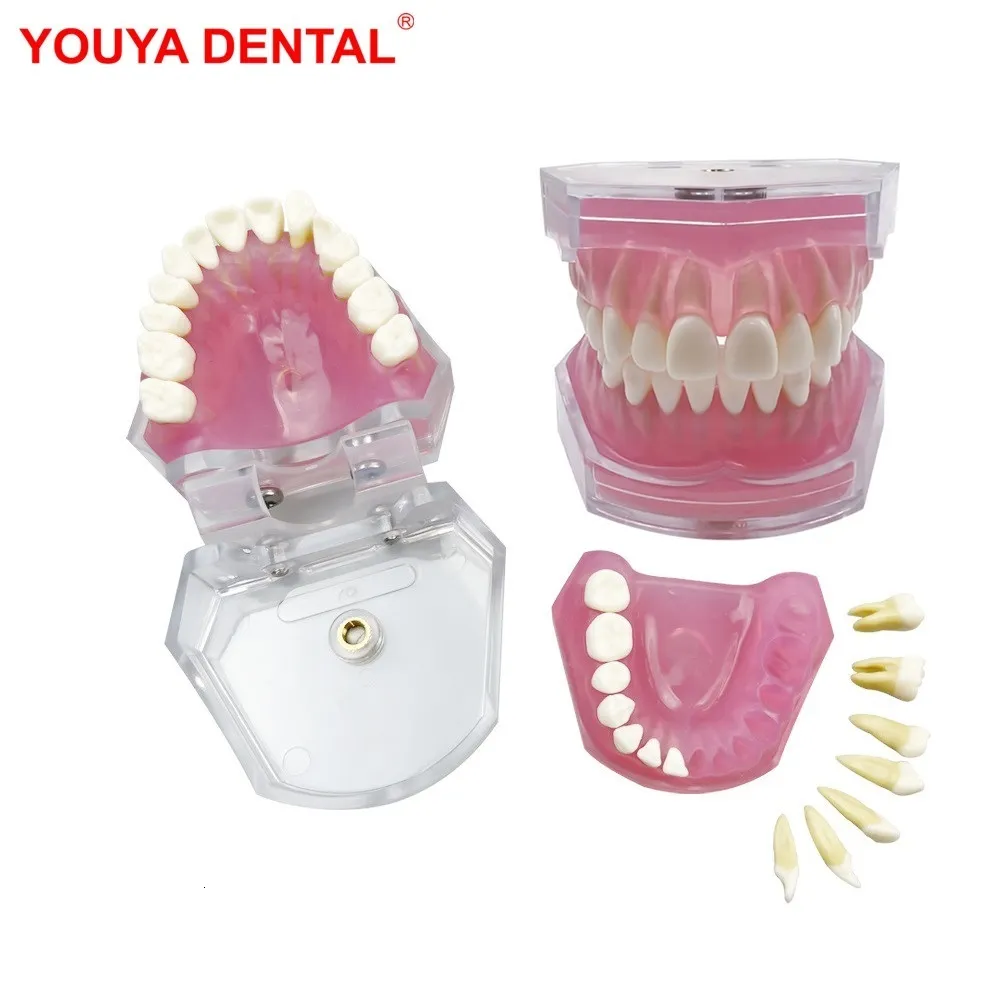 Anatomical Teeth Models, Transparent Dental Model with Removable Teeth ...