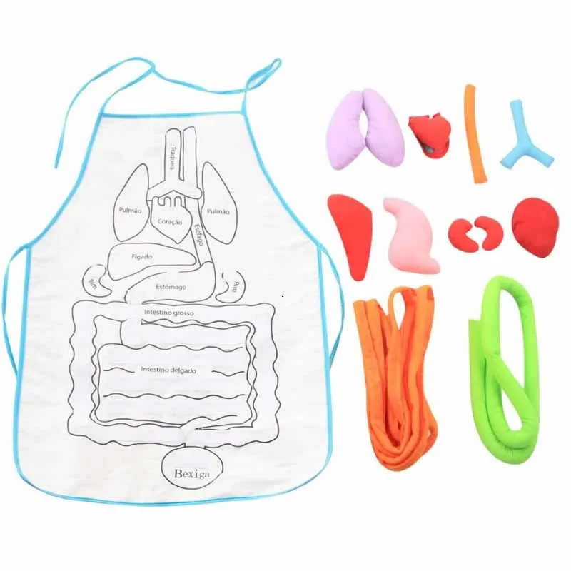 Anatomy Apron Human Body Male Reproductive System Organs Educational ...