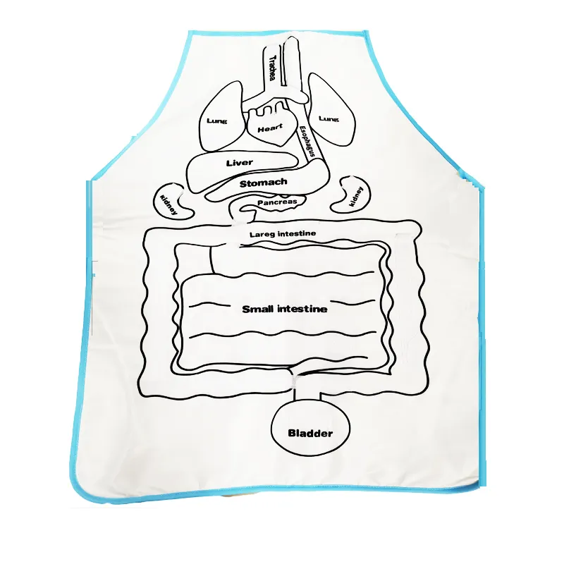 Science Discovery Anatomy Apron Human Body Organs Educational Insights ...